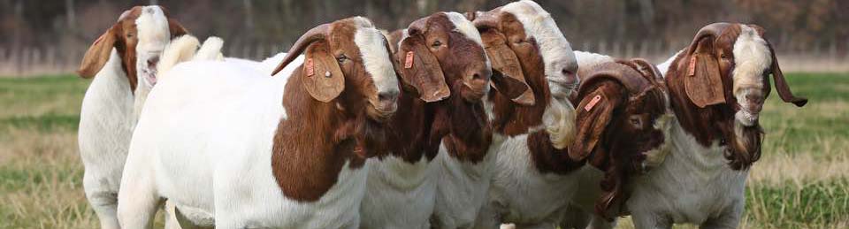 American Meat Goat Registry