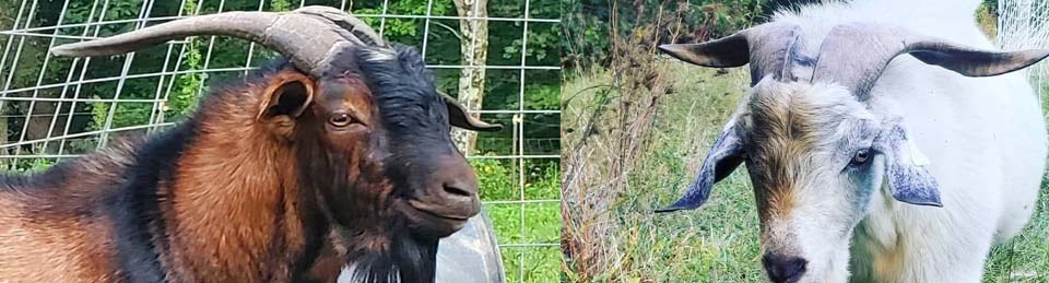 American Meat Goat Registry