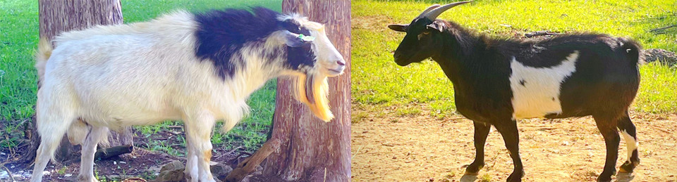 American Meat Goat Registry