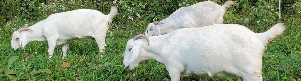 American Meat Goat Registry