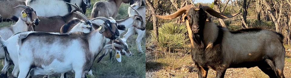 American Meat Goat Registry